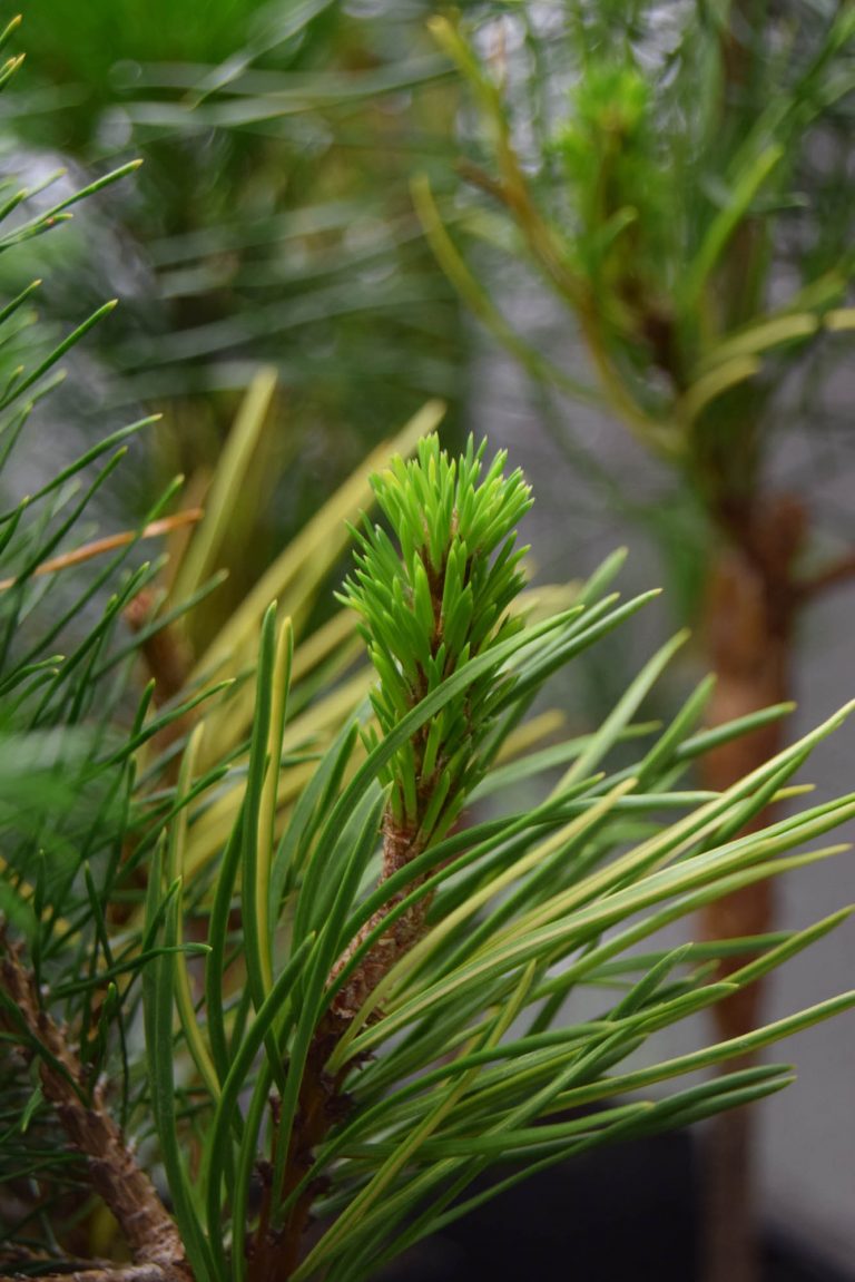 Pinus contorta "V3" - Cascade Conifers