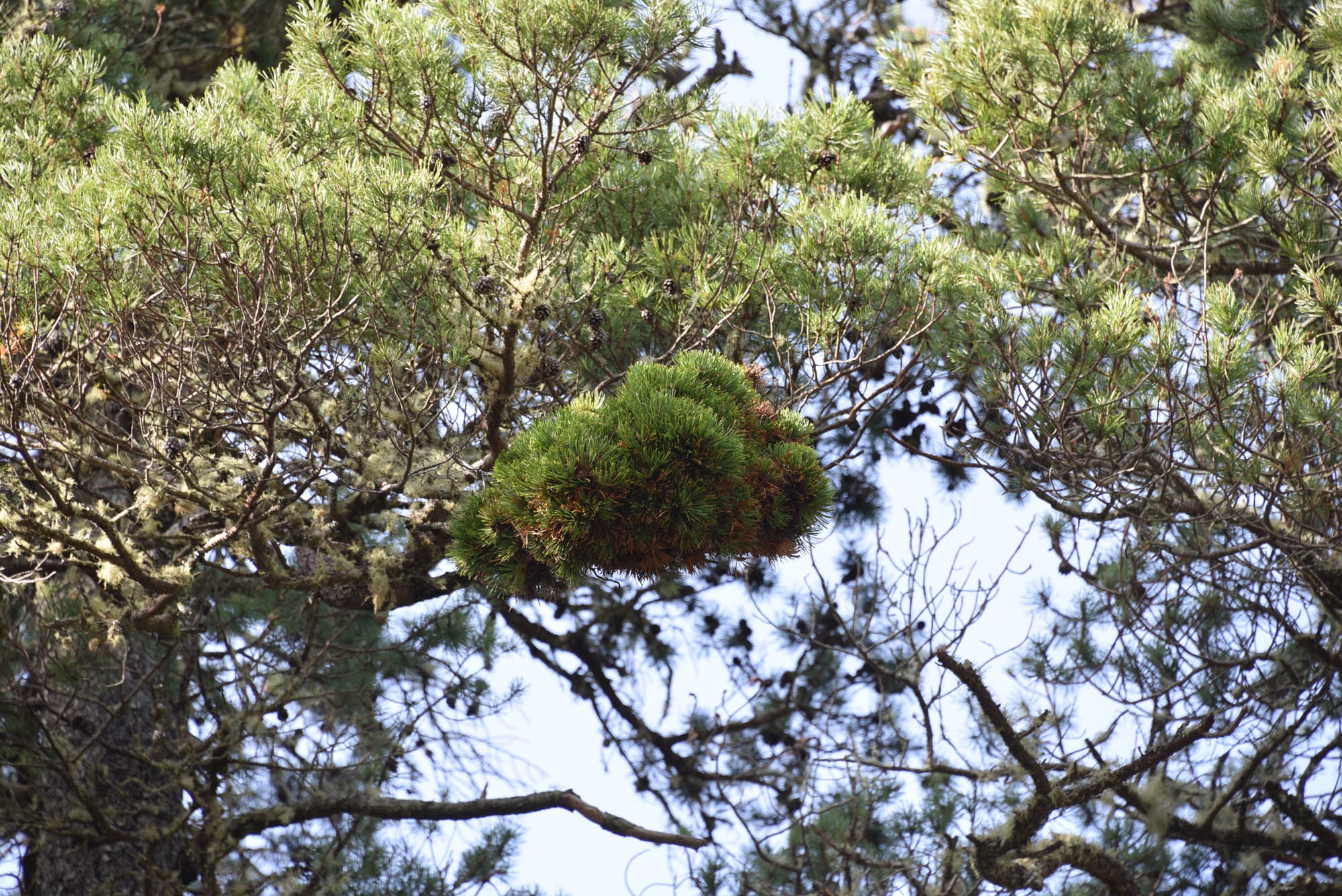 Pinus contorta var. contorta 'Beachnik' - Cascade Conifers