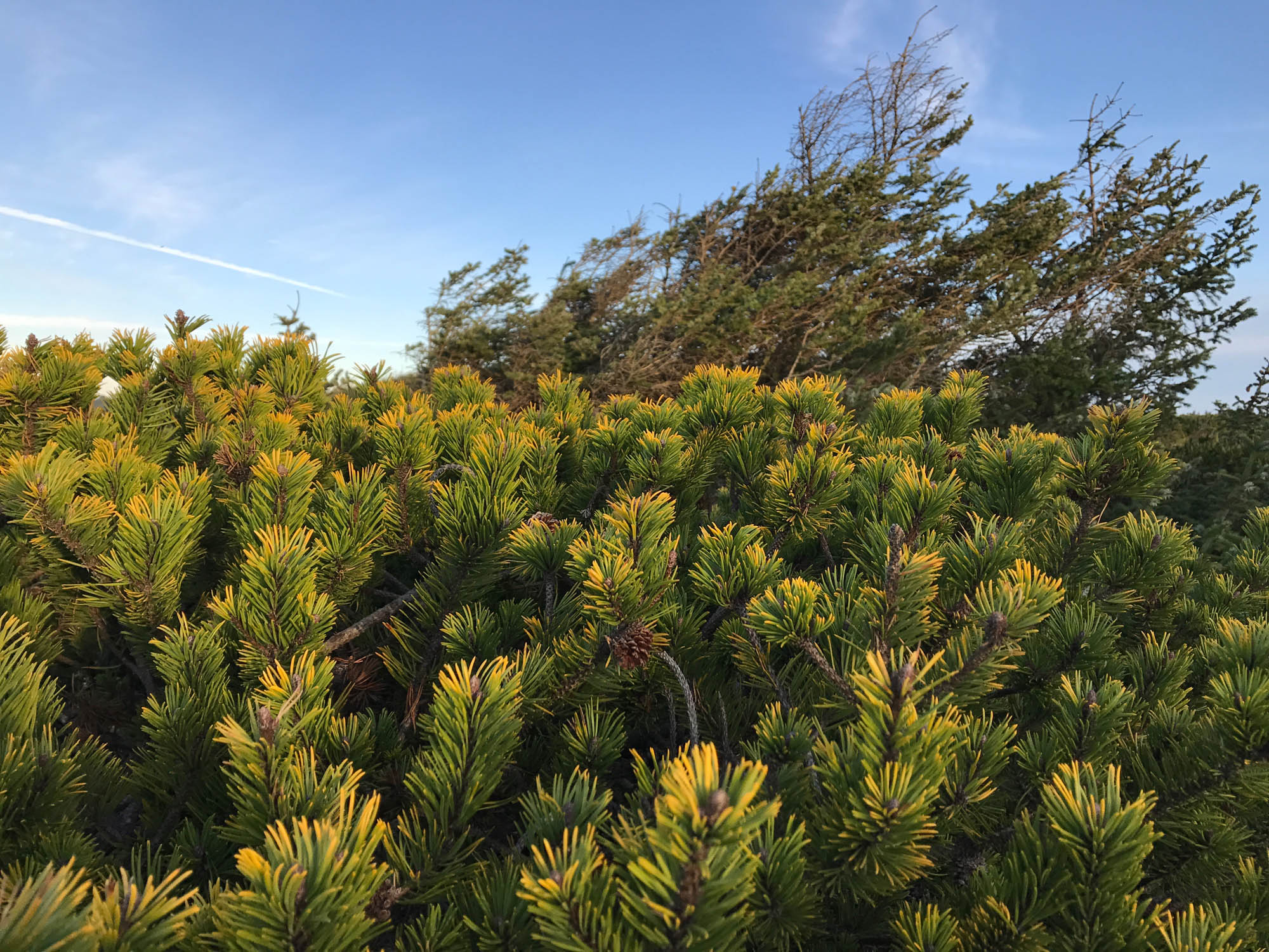 Pinus contorta var. contorta 'South Beach Gold' - Cascade Conifers