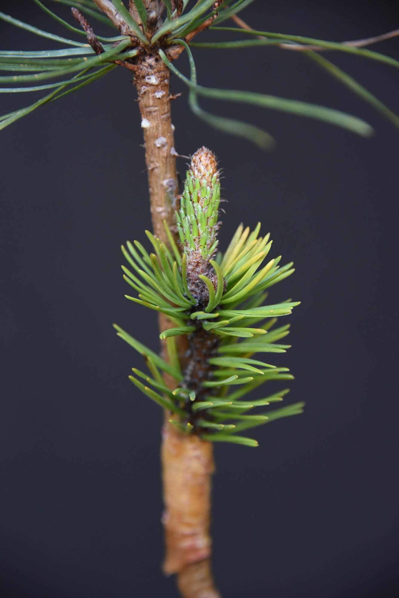 Pinus contorta var. contorta 'South Beach Gold' - Cascade Conifers