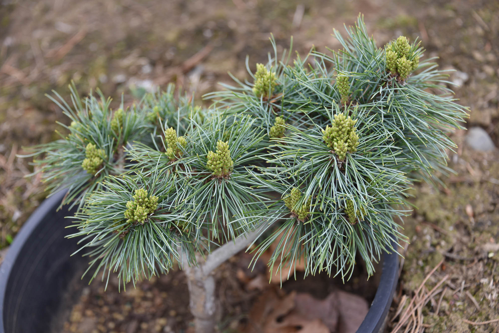 Pinus monticola 'Mini Monti' - Cascade Conifers