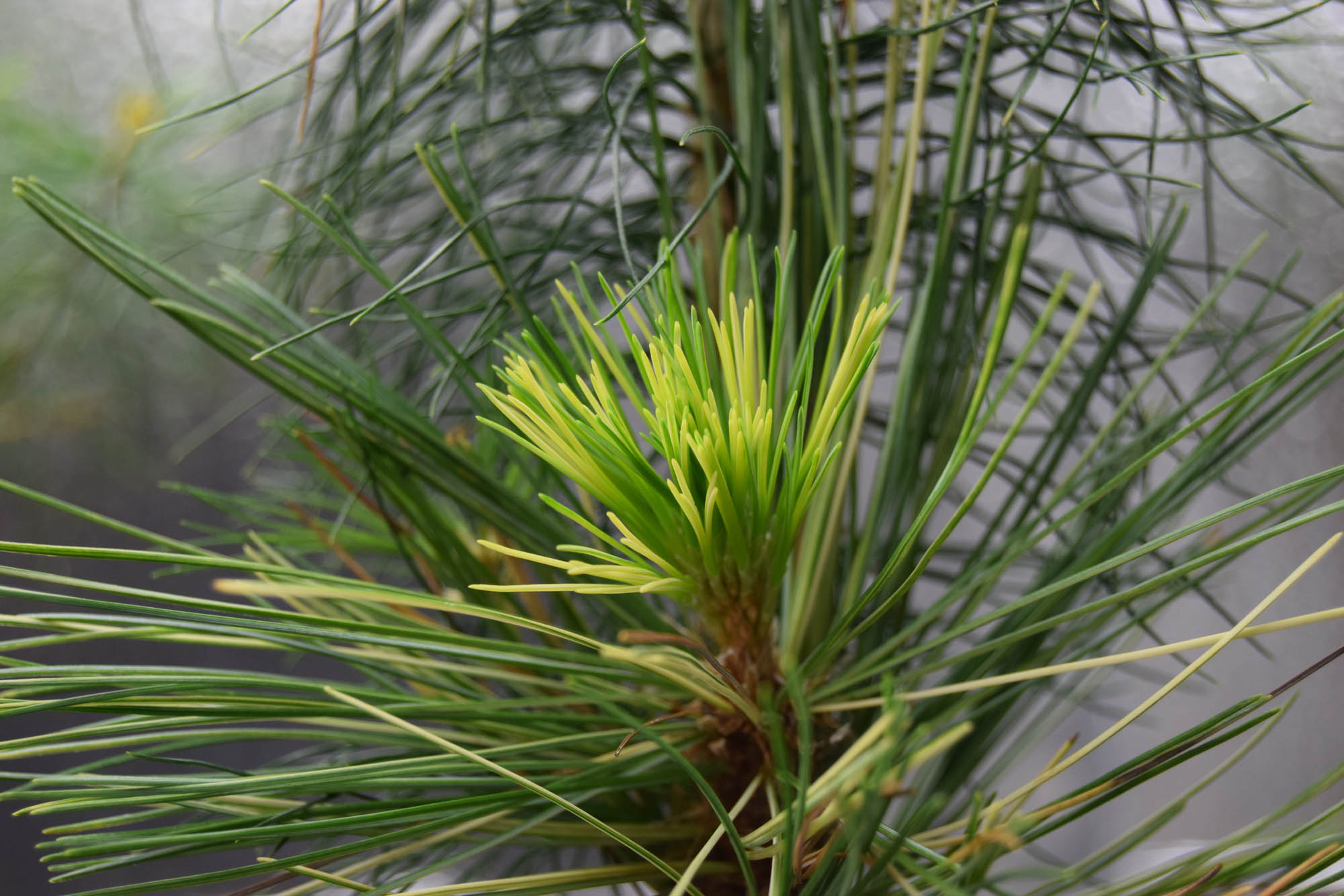 Pinus monticola 'Monti's Gold' new golden cultivar - Cascade Conifers