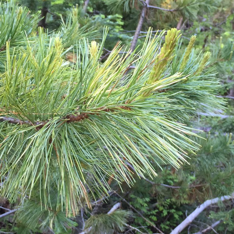 Pinus monticola 'Monti's Gold' new golden cultivar - Cascade Conifers