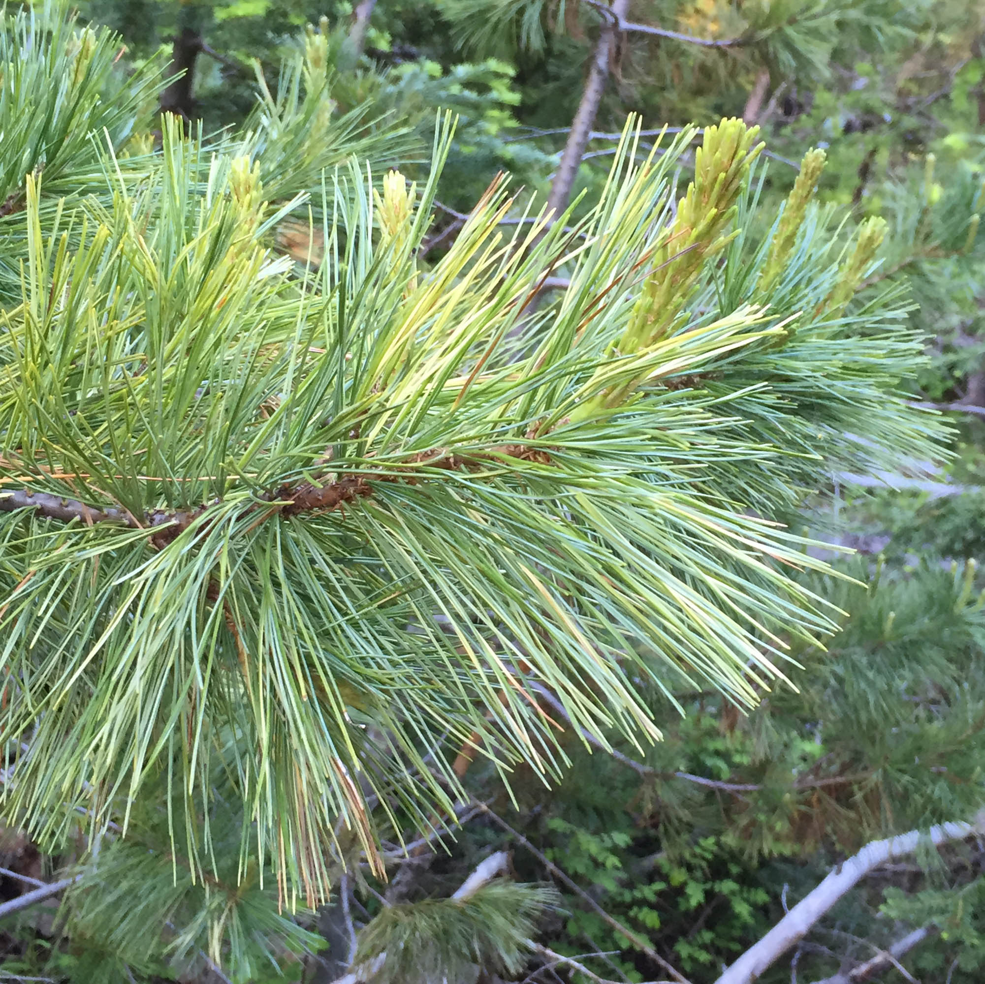 Pinus monticola 'Monti's Gold' new golden cultivar - Cascade Conifers