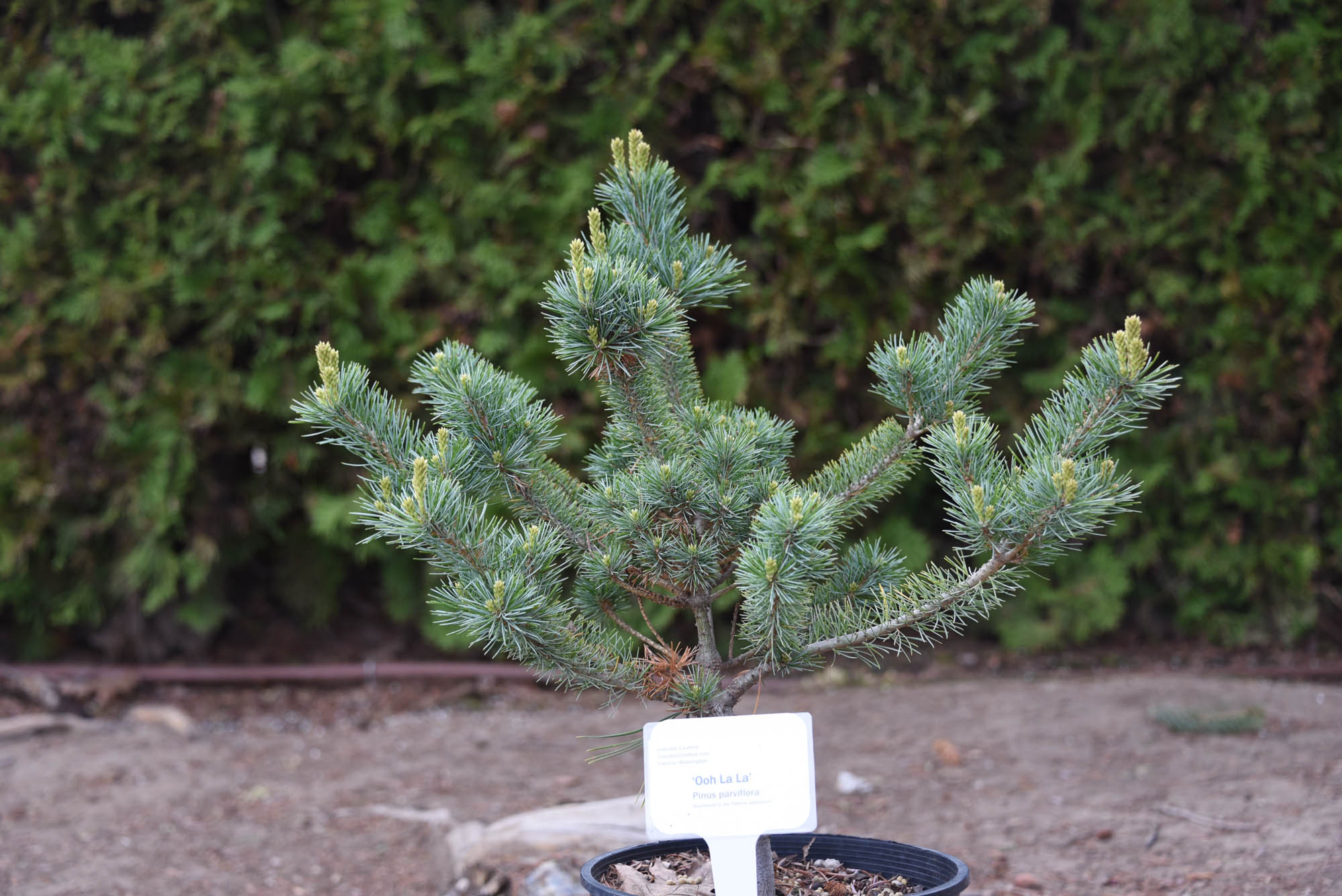 Pinus parviflora 'Ooh La La' cultivar, for Ciscoe Morris - Cascade Conifers
