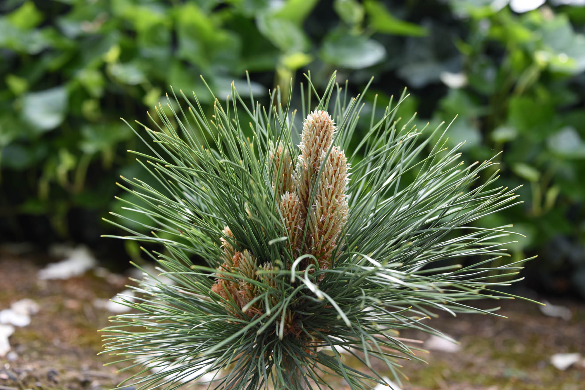Pinus resinosa 'Ornament' - Cascade Conifers