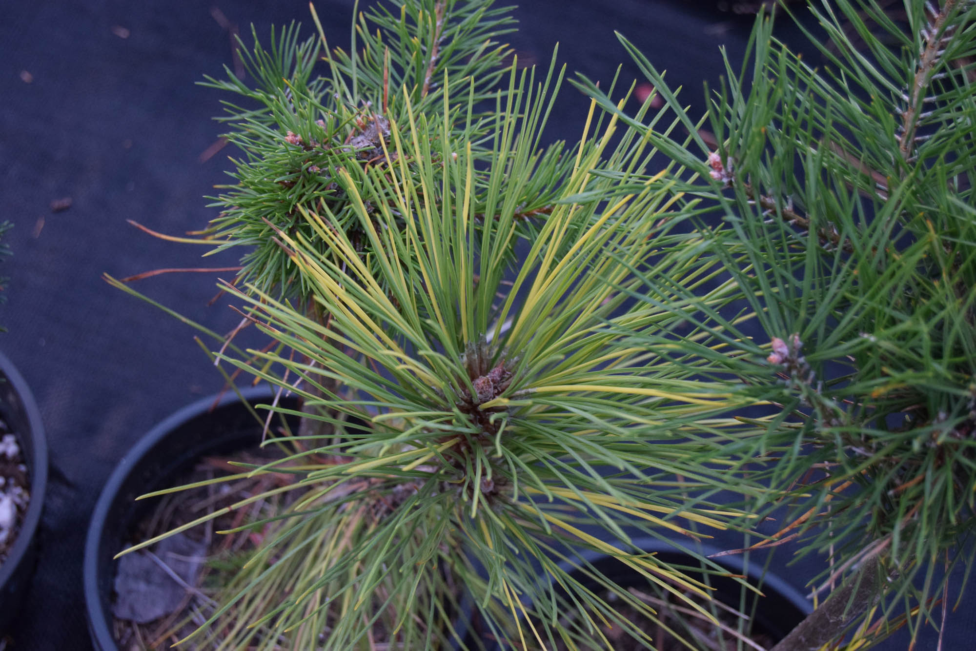 Pinus resinosa 'Packerland' variegated red pine - Cascade Conifers