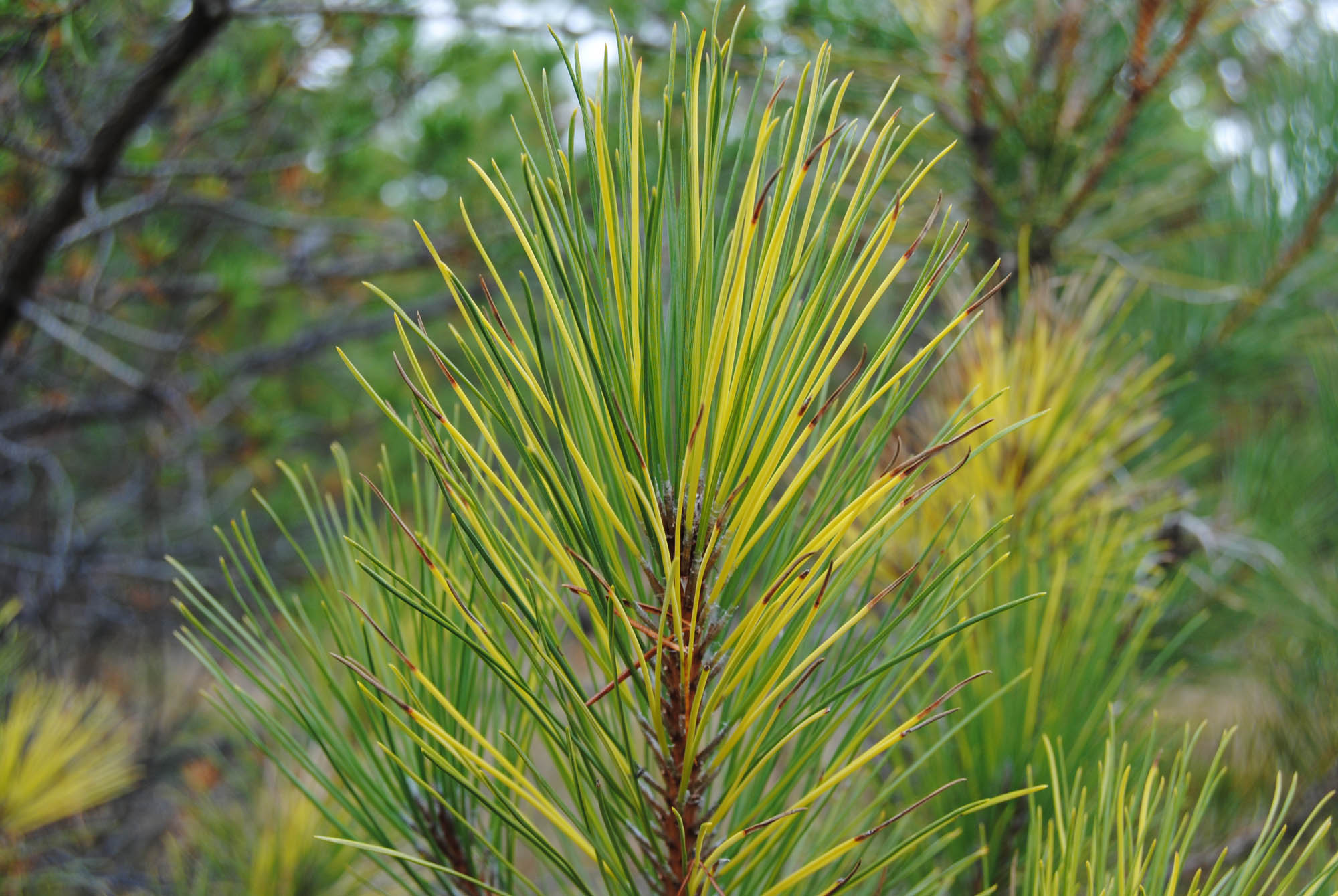 Pinus resinosa "Hiawatha 3" - Cascade Conifers