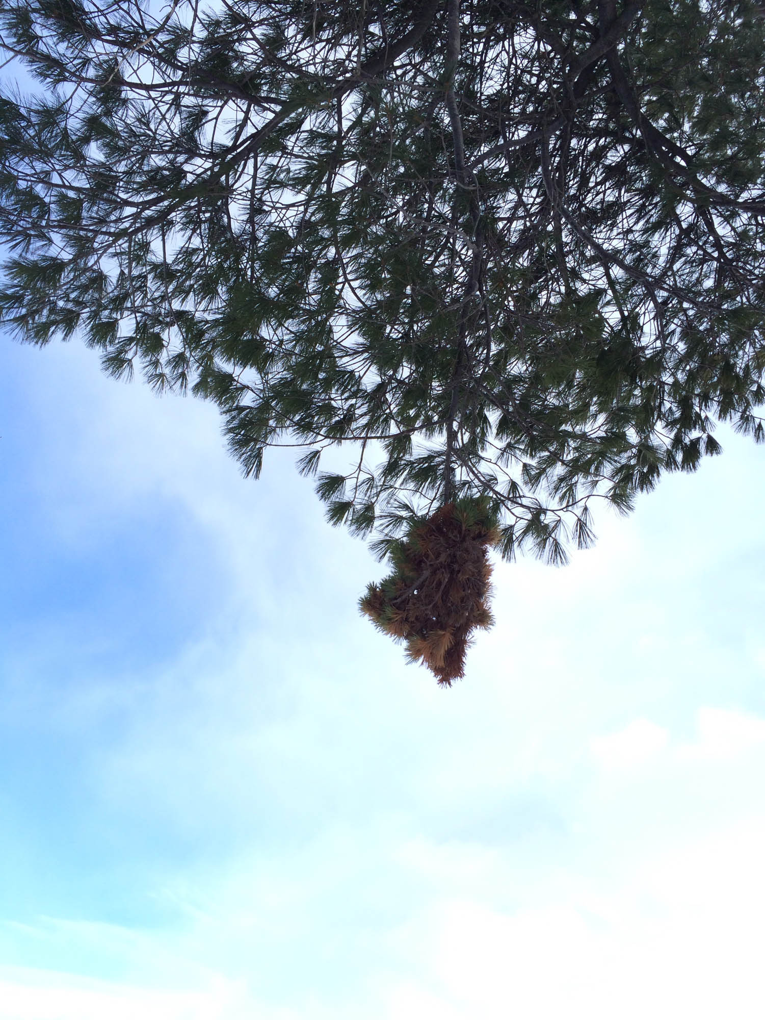 Pinus strobus 'Little Presque Isle' - Cascade Conifers