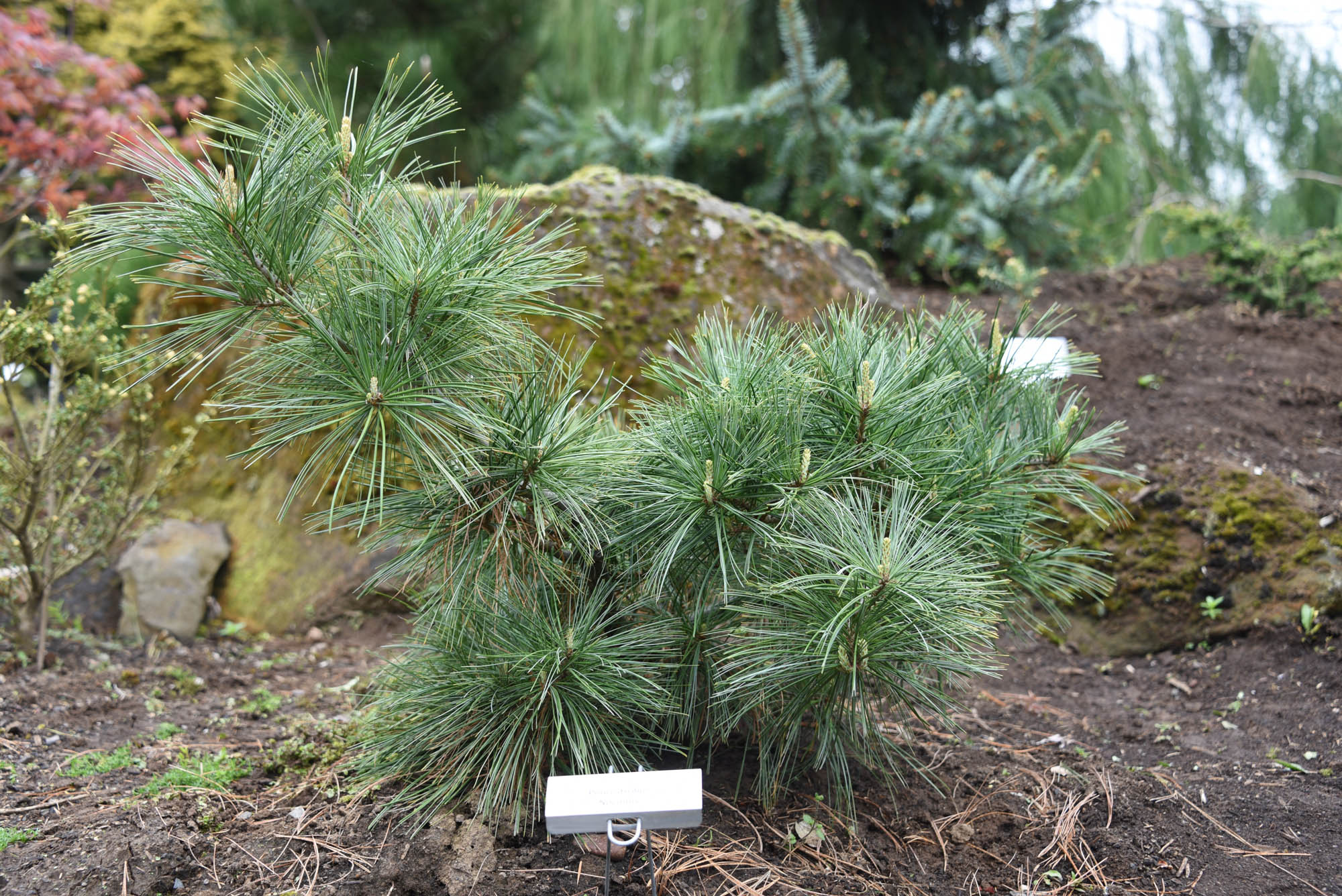 Pinus strobus 'Nokomis' white pine cultivar - Cascade Conifers