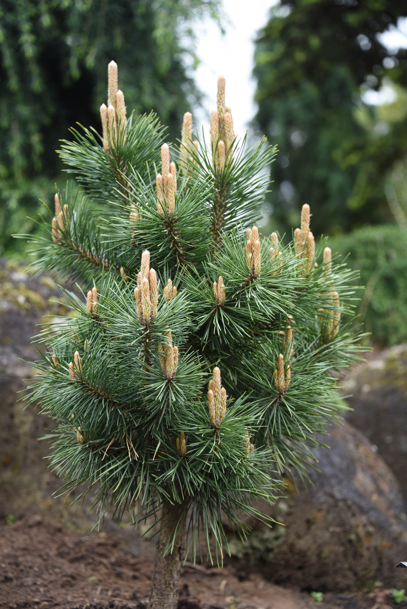 Pinus sylvestris 'Platinum Ridge' - Cascade Conifers