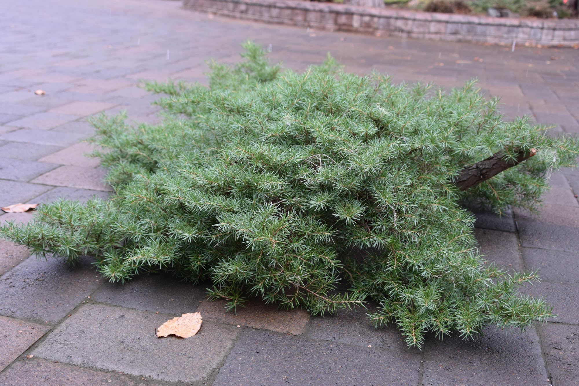 Cascade Conifers Tsuga mertensiana 'Mountain High' - Cascade Conifers
