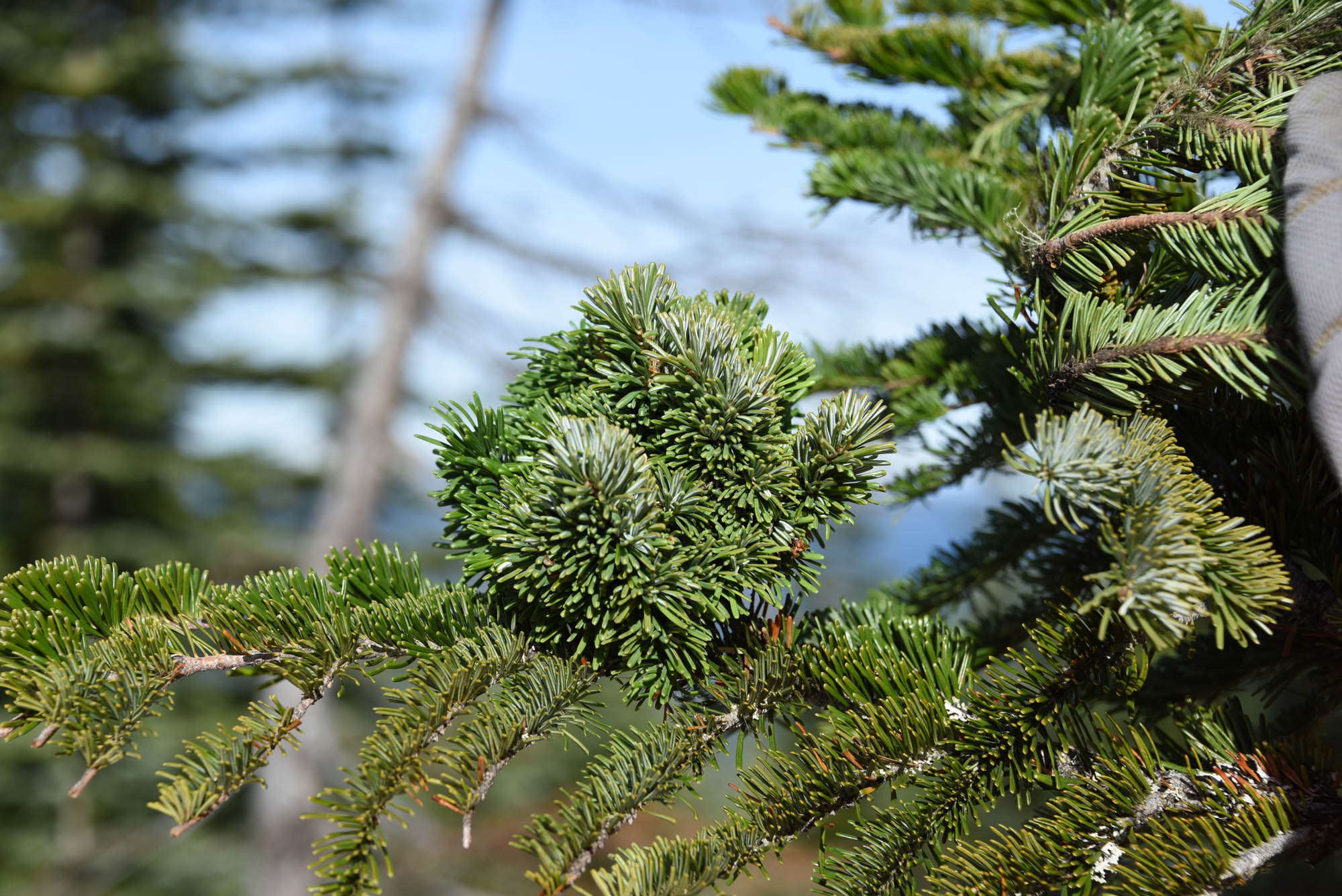 Abies amabilis 'Stellar' cultivar - Cascade Conifers