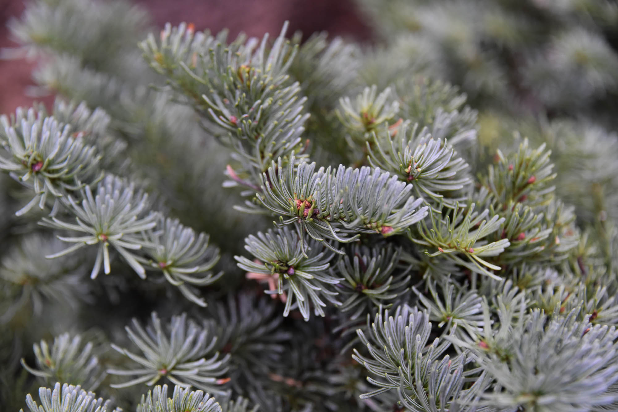 Abies procera 'Anew Blue' - Cascade Conifers