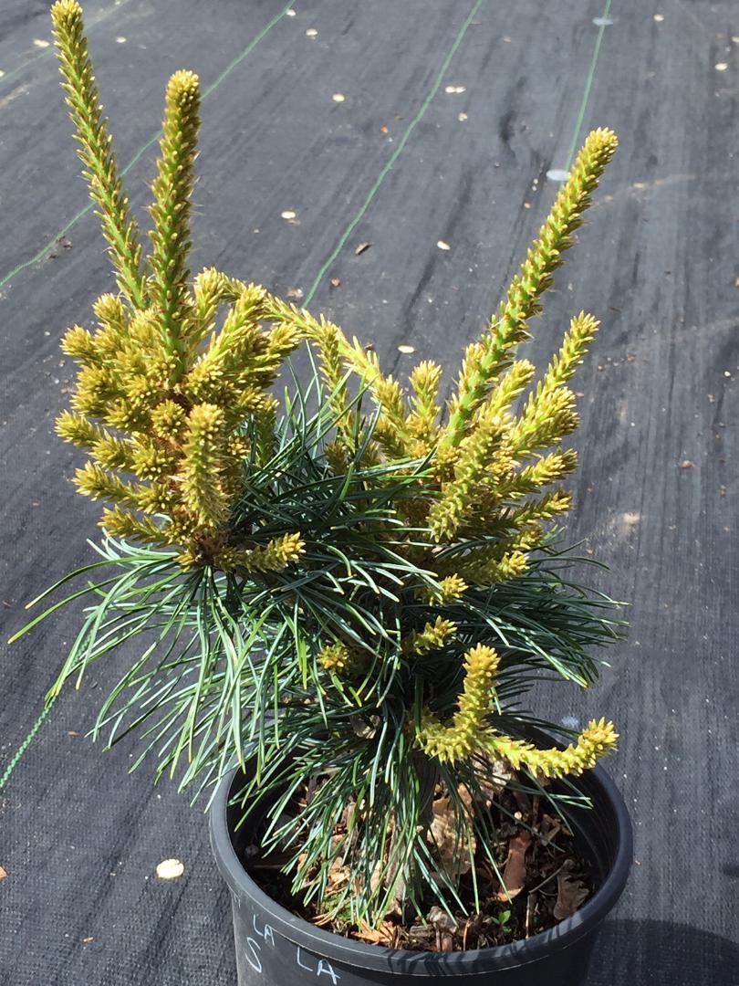 Pinus parviflora 'Ooh La La' cultivar, for Ciscoe Morris - Cascade Conifers