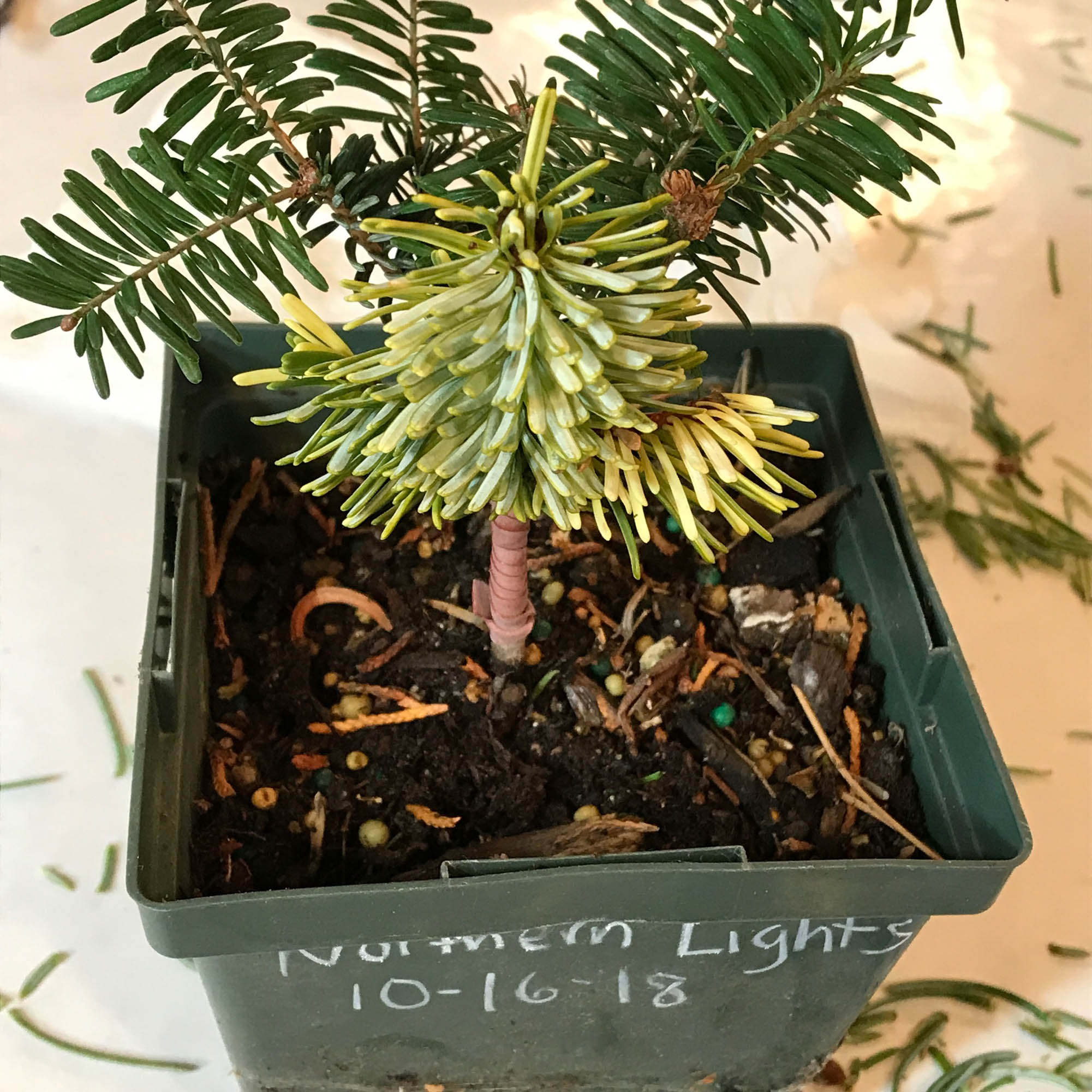 Variegated discoveries, Abies amabilis - Cascade Conifers