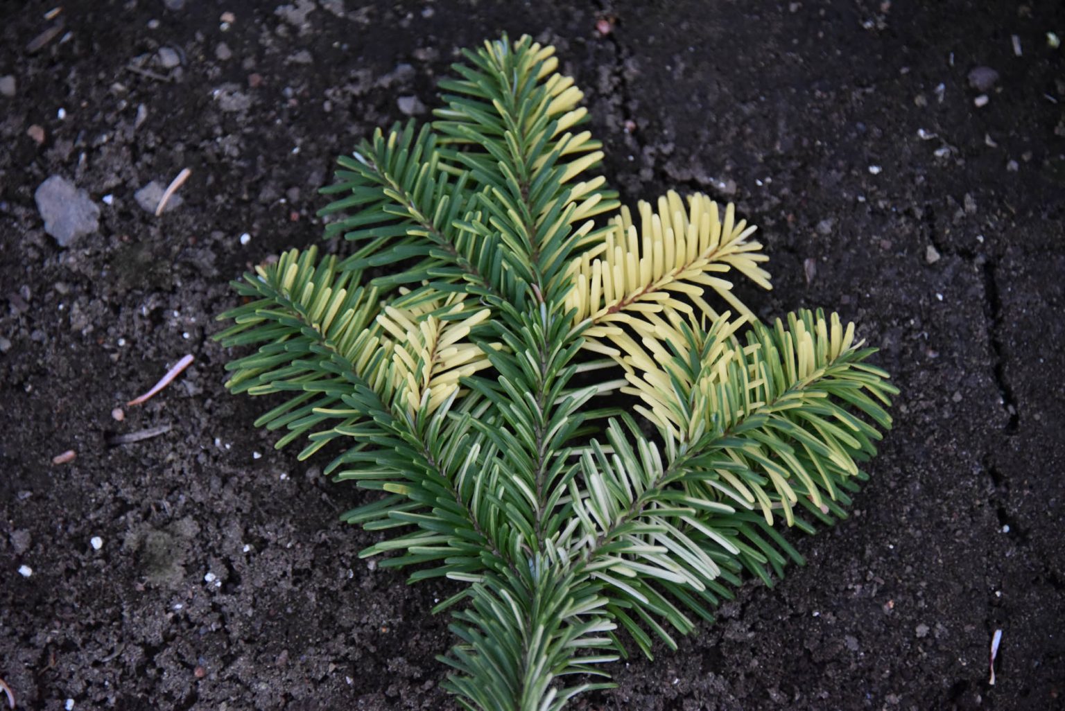Variegated discoveries, Abies amabilis - Cascade Conifers