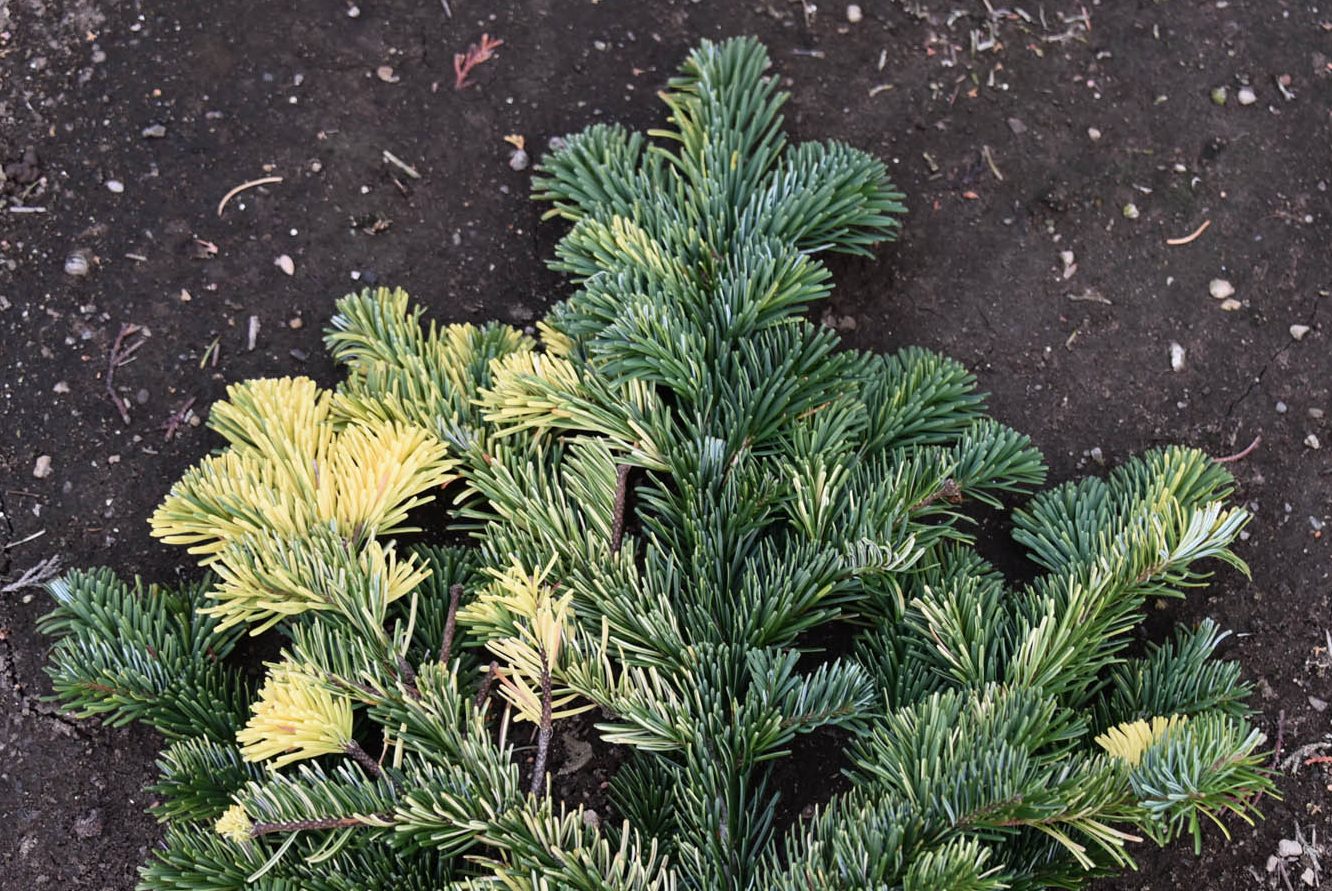 Abies amabilis 'Colorific' variegated cultivar - Cascade Conifers