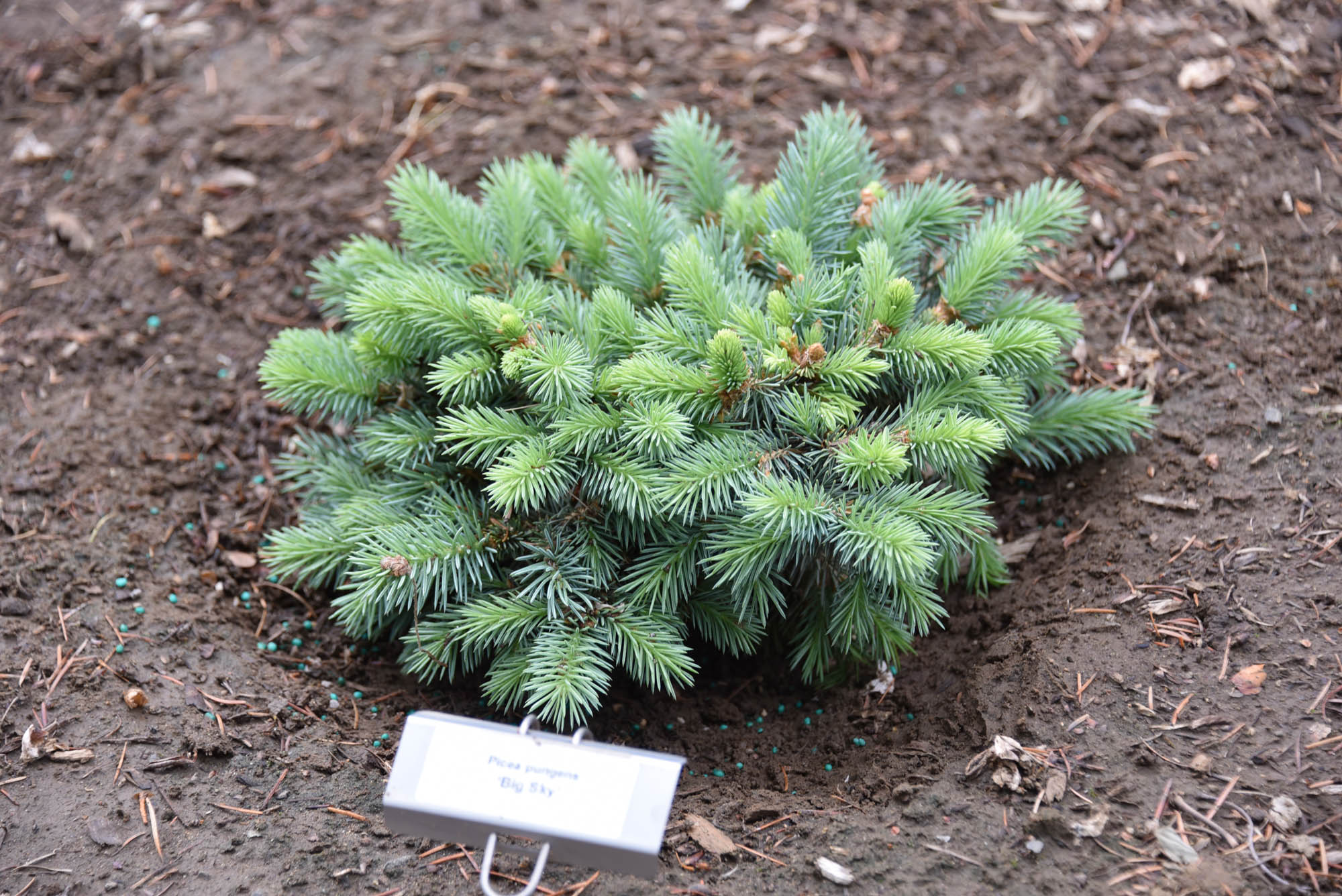 Picea engelmannii 'Big Sky' - Cascade Conifers