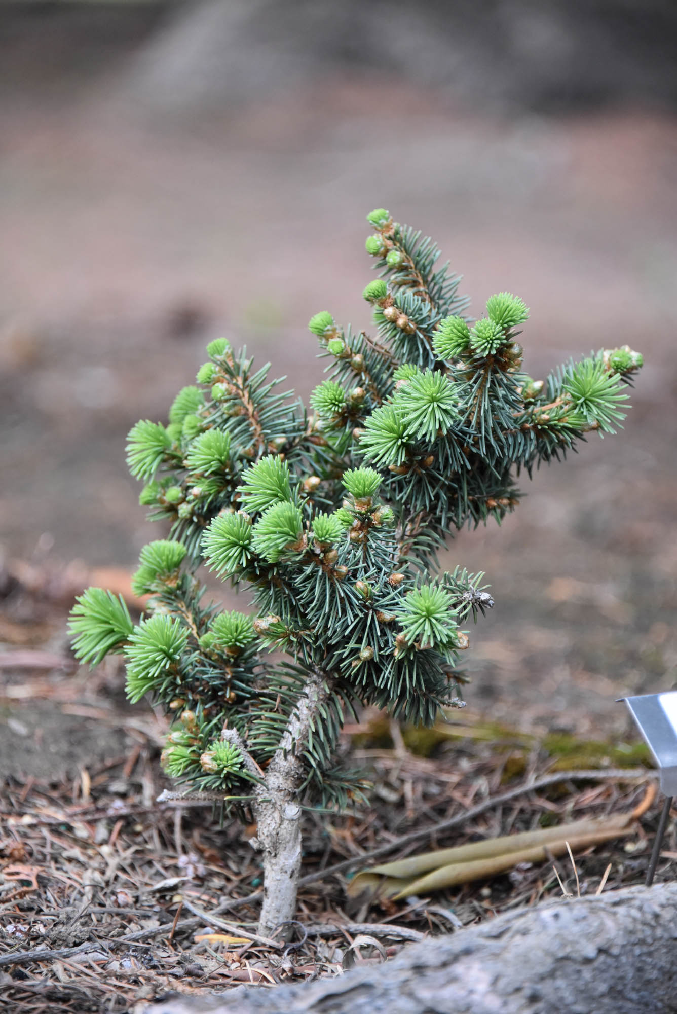 Picea abies 'Chestnut' - Cascade Conifers