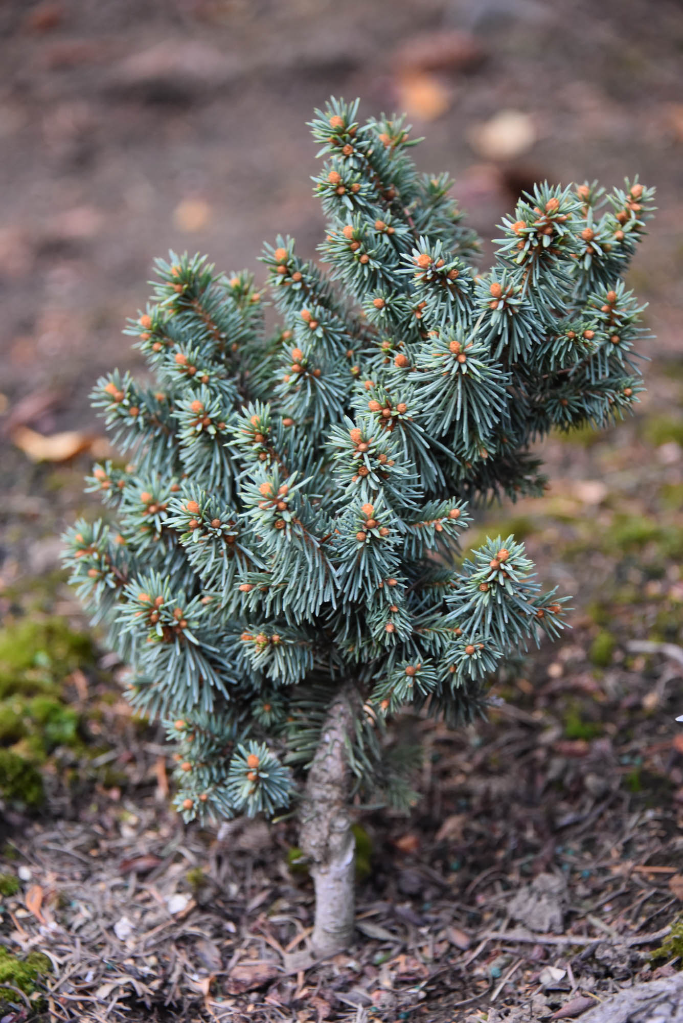 Picea abies 'Chestnut' - Cascade Conifers