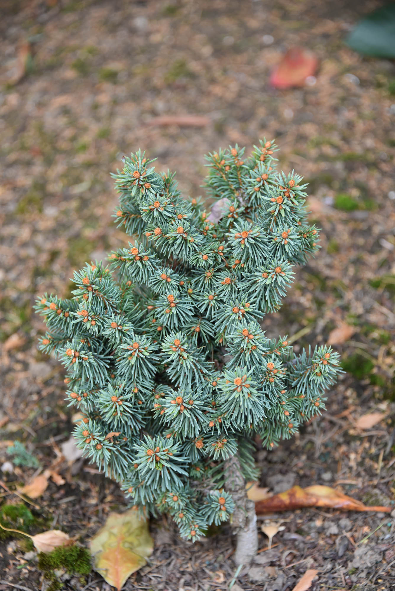Picea abies 'Chestnut' - Cascade Conifers