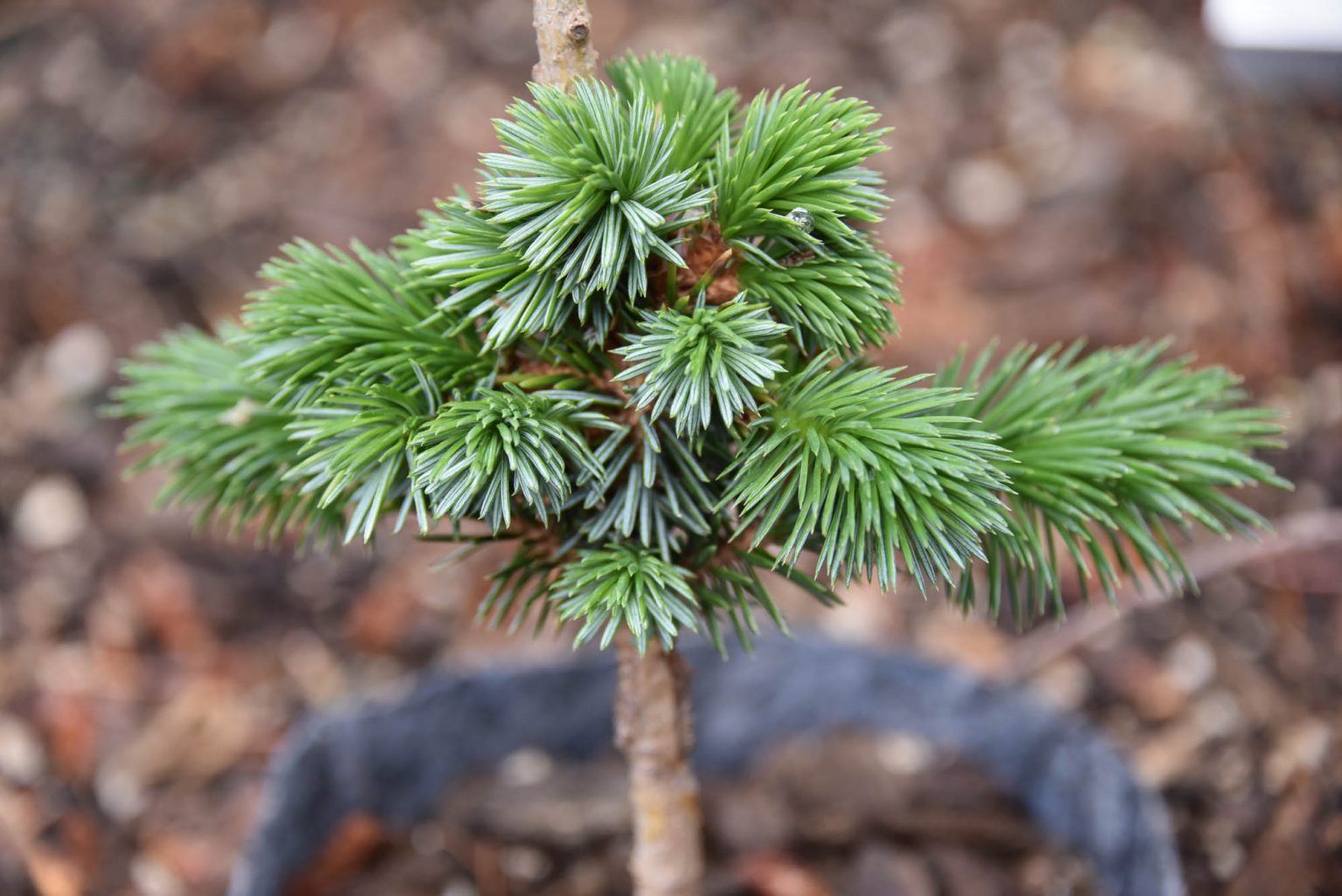 Picea sitchensis ‘Cliff Hanger’ new Sitka spruce cultivar - Cascade ...