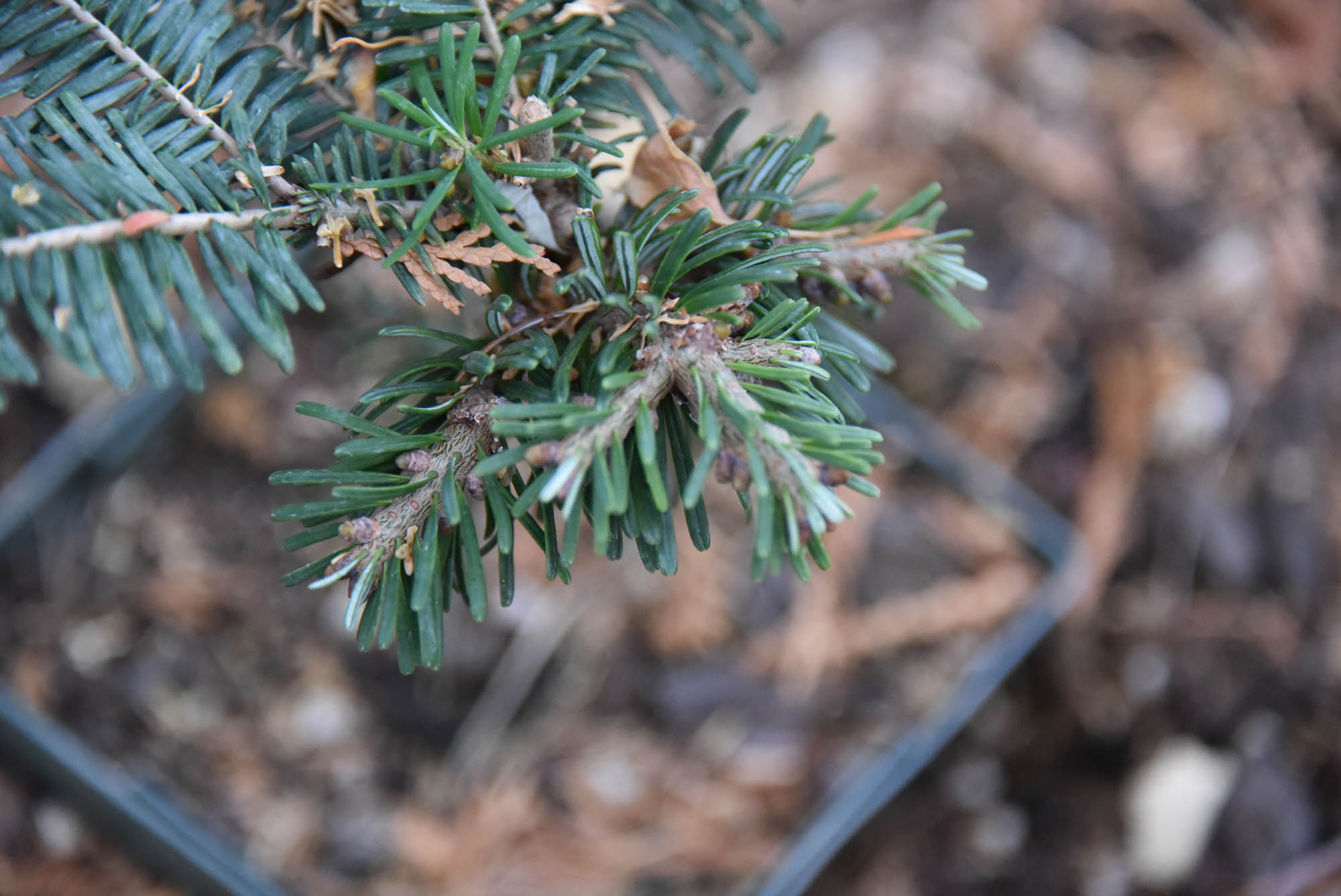 Abies amabilis 'Falling Star' - Cascade Conifers
