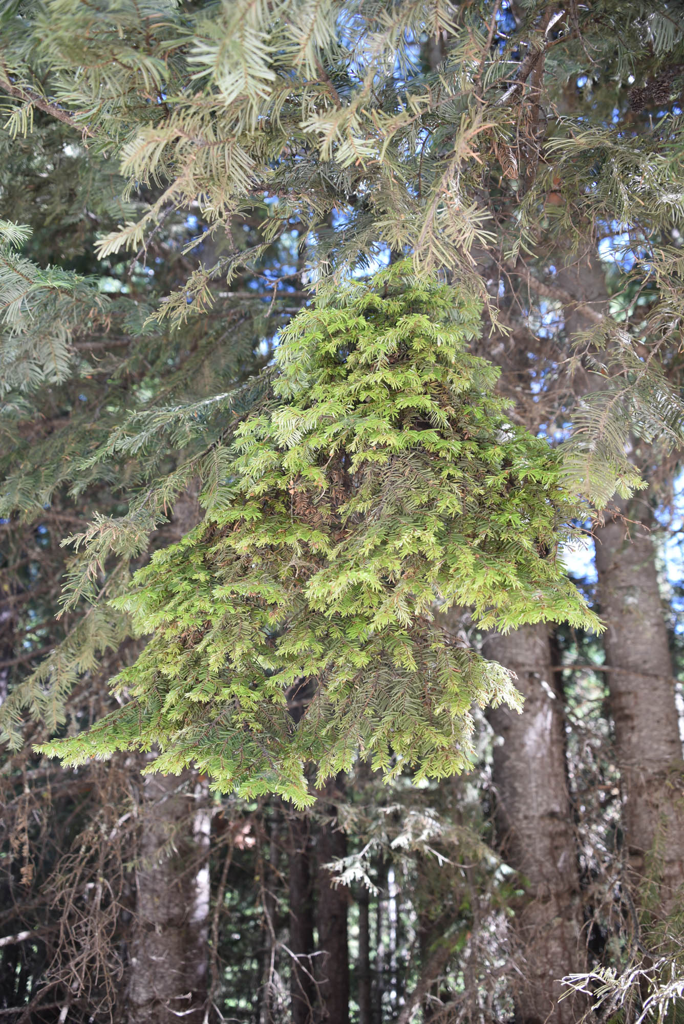 Abies grandis 'Jeeper Weeper' - Cascade Conifers
