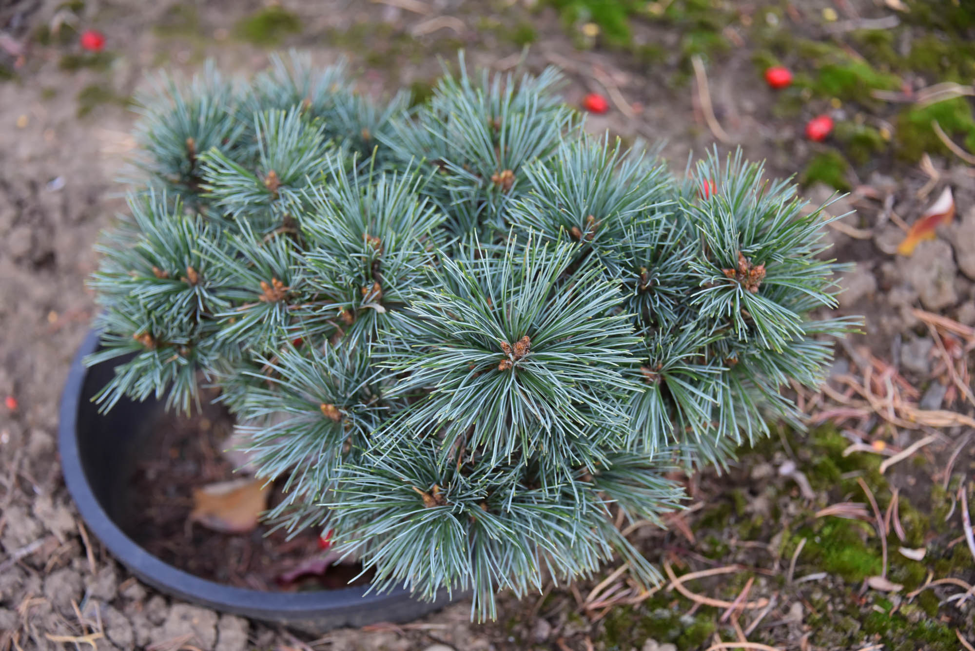 Pinus monticola 'Mini Monti' new cultivar - Cascade Conifers