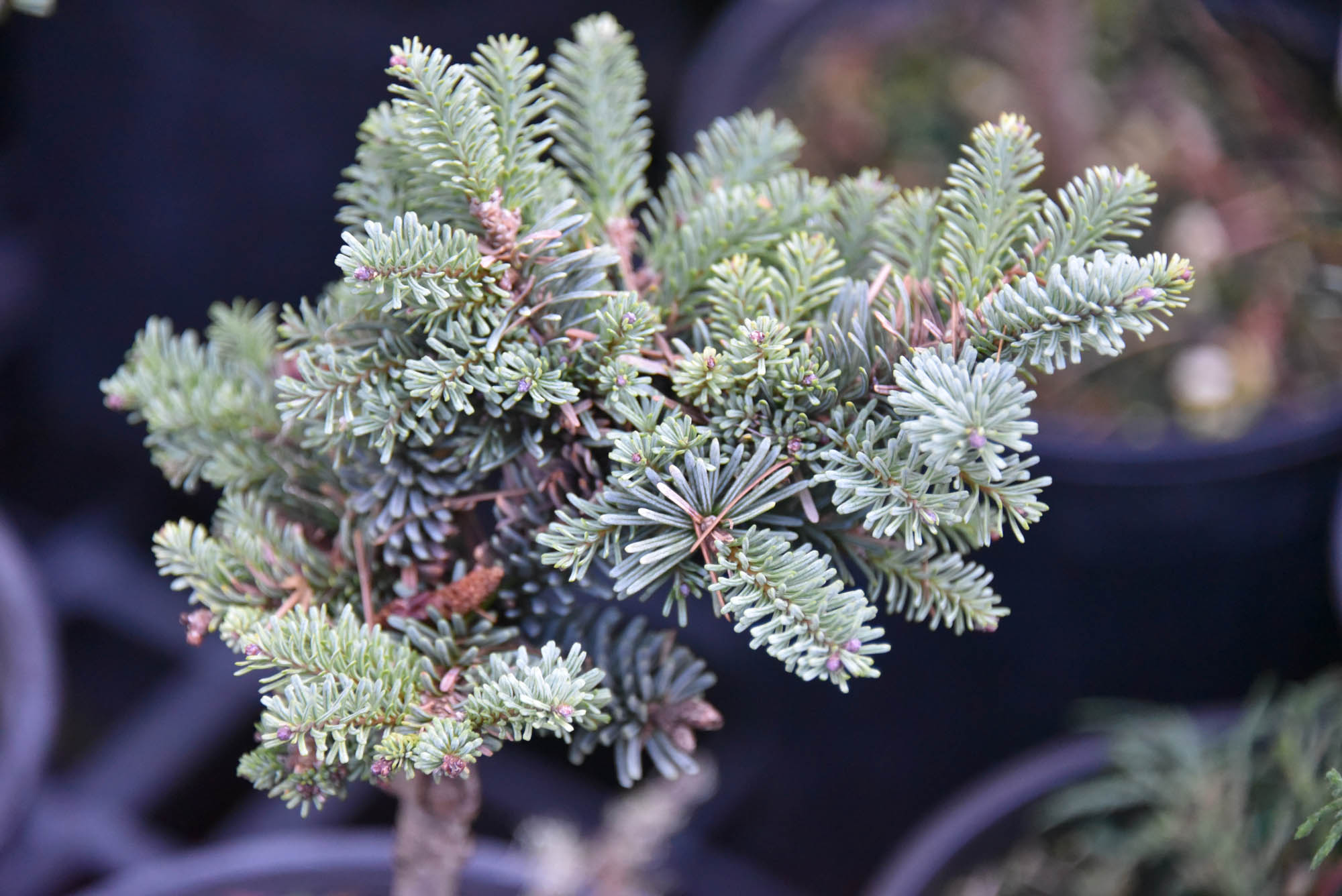 Abies procera 'Rhapsody in Blue' new Noble fir cultivar - Cascade Conifers