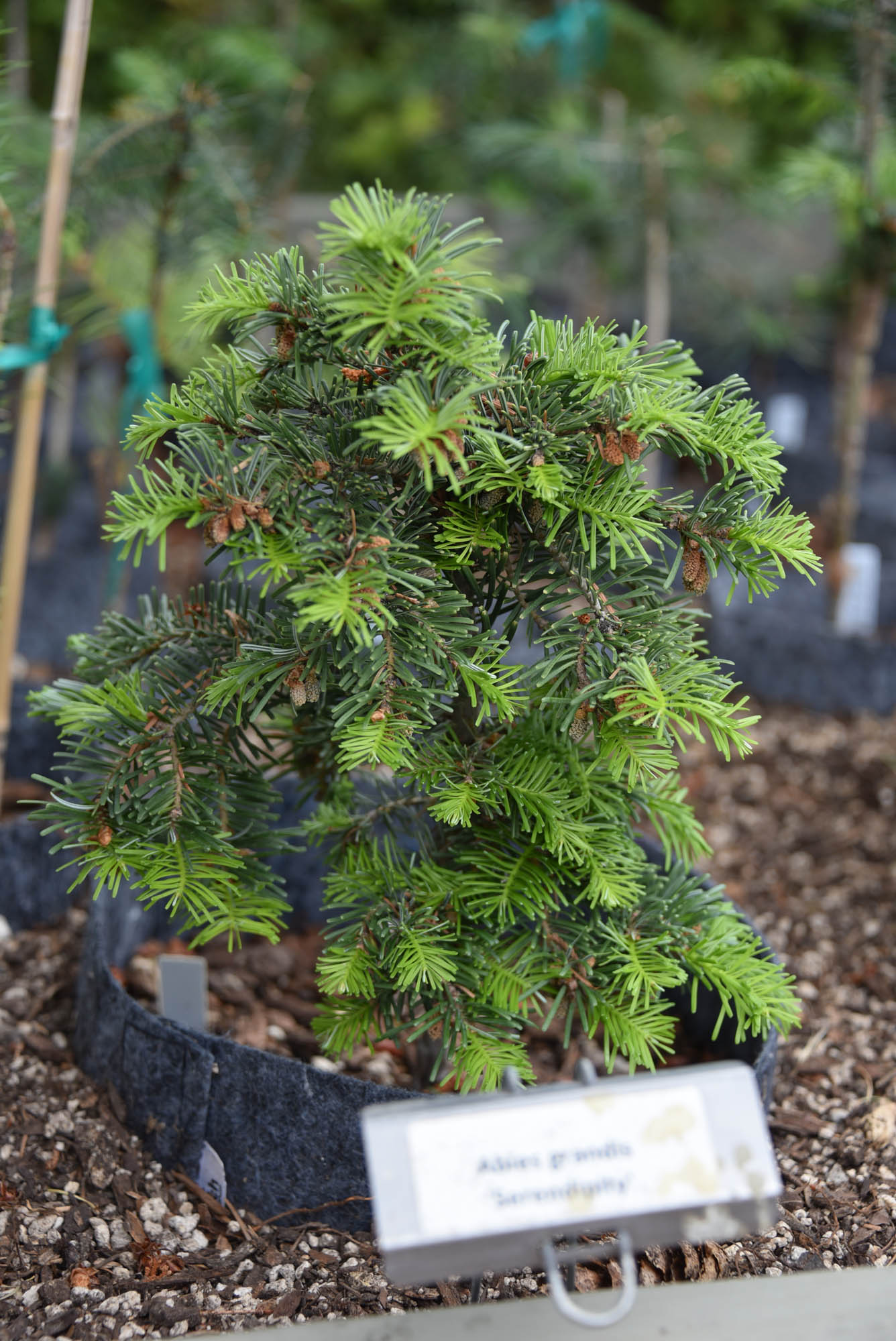 Abies grandis ‘Serendipity’ new fir cultivar - Cascade Conifers