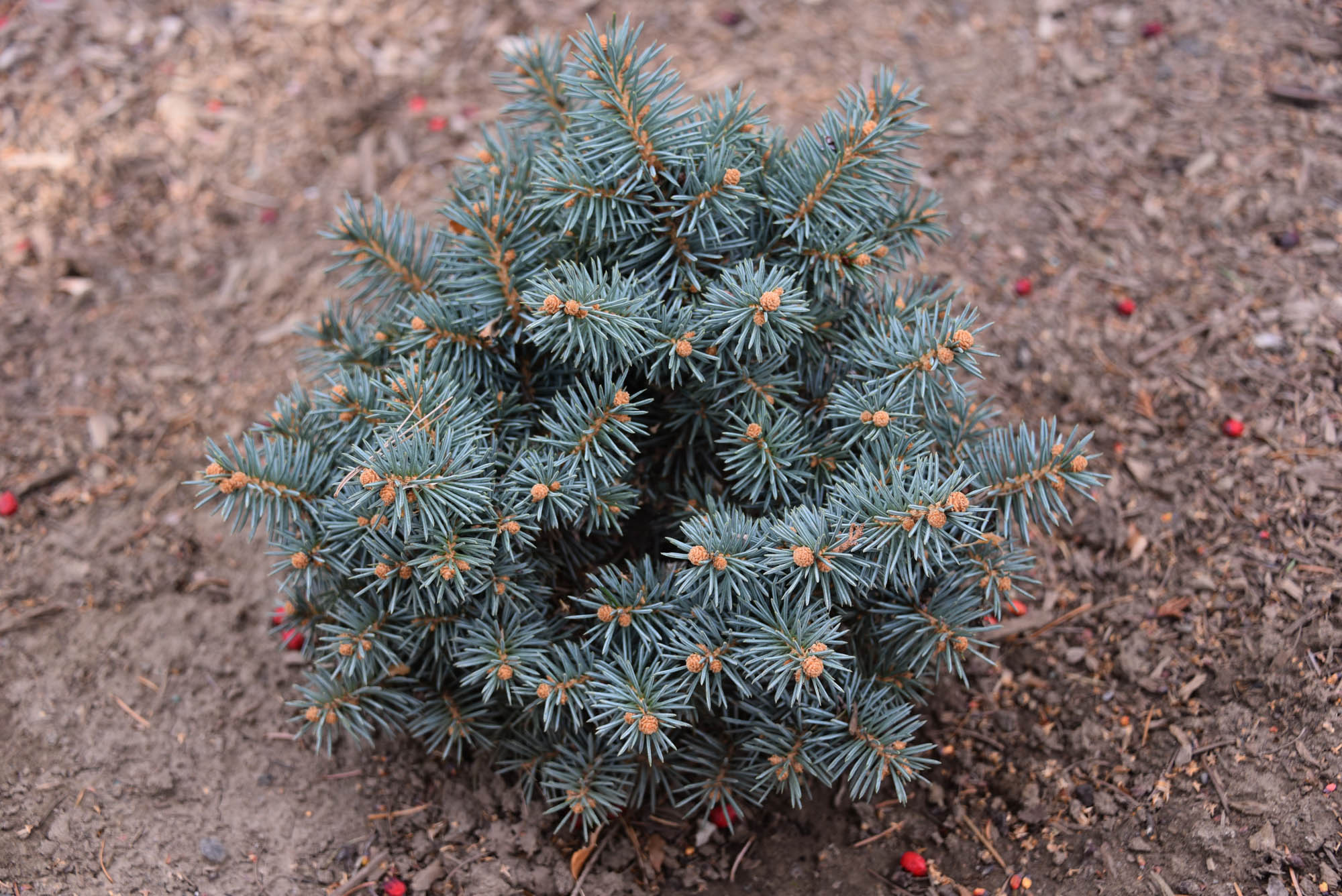 Picea pungens 'Skyfall' - Cascade Conifers