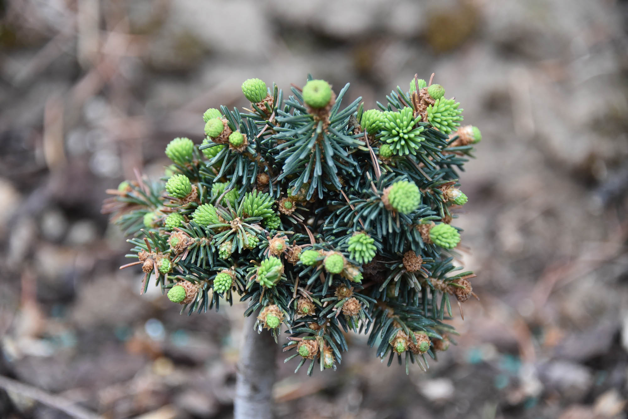 Picea abies 'Spidee' - Cascade Conifers