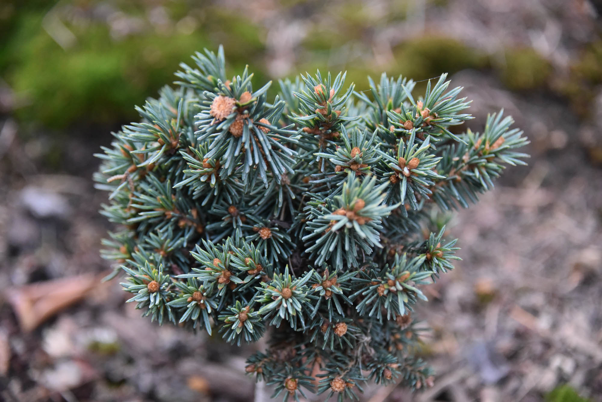 Picea abies 'Spidee' - Cascade Conifers