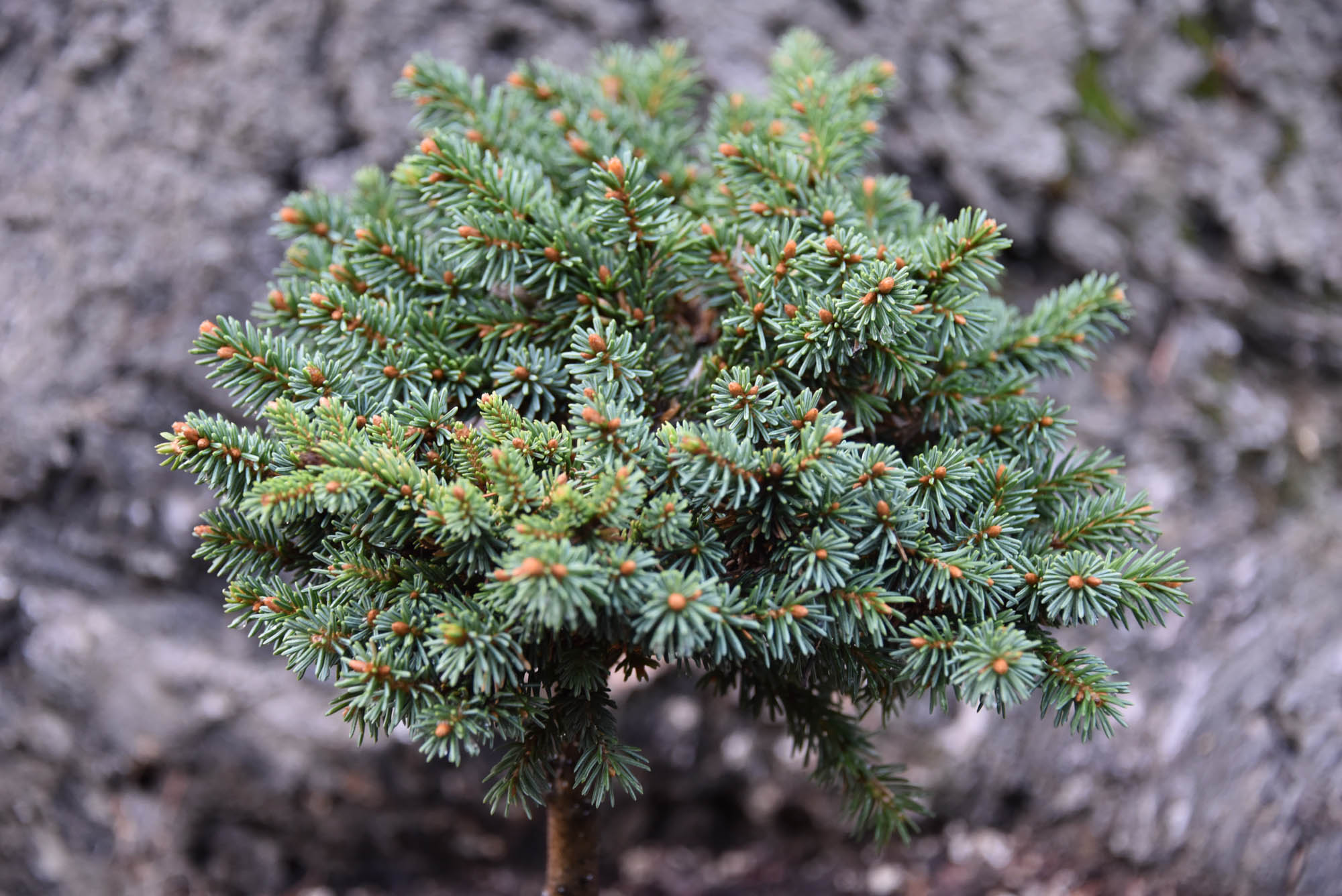 Picea abies "TH Blue" - Cascade Conifers