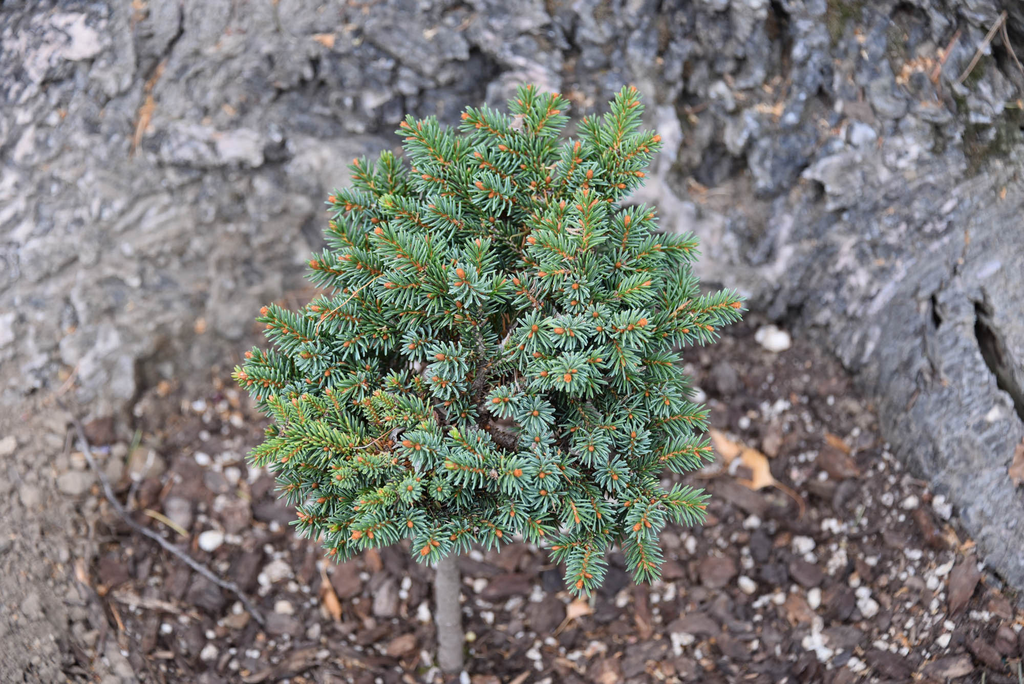 Picea abies "TH Blue" - Cascade Conifers