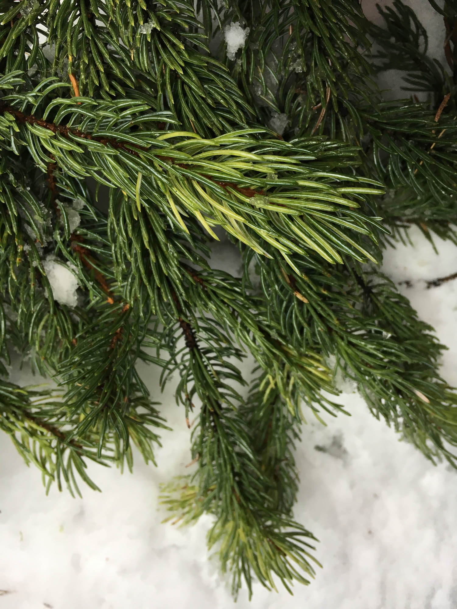 Picea engelmannii 'Whitewater' - Cascade Conifers