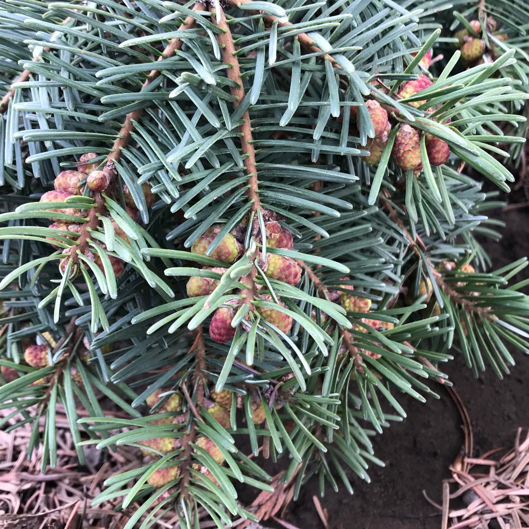 Abies grandis 'Grand Poobah' new cultivar - Cascade Conifers