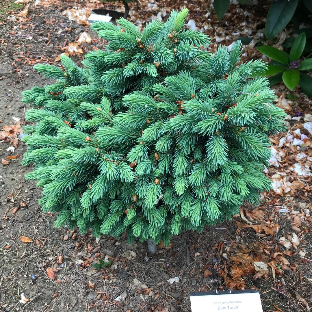 Picea engelmannii 'Blue Torch' - Cascade Conifers