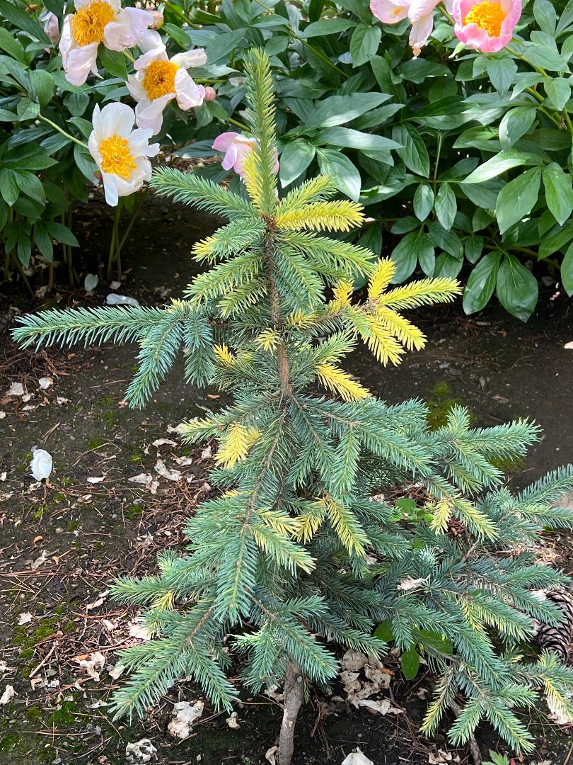 Picea engelmannii 'Mountain Gold' - Cascade Conifers