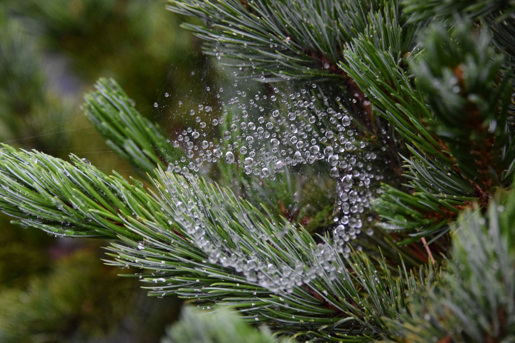 Fun photos - Cascade Conifers